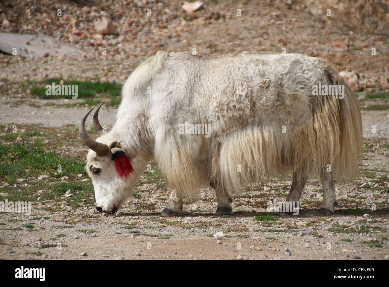 Buddhism yak -Fotos und -Bildmaterial in hoher Auflösung – Alamy