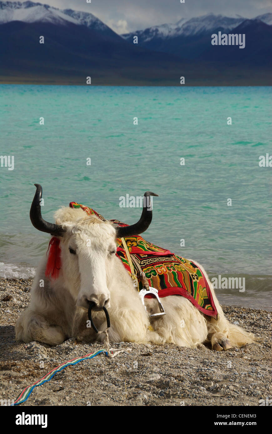 Yak decorativo -Fotos und -Bildmaterial in hoher Auflösung – Alamy