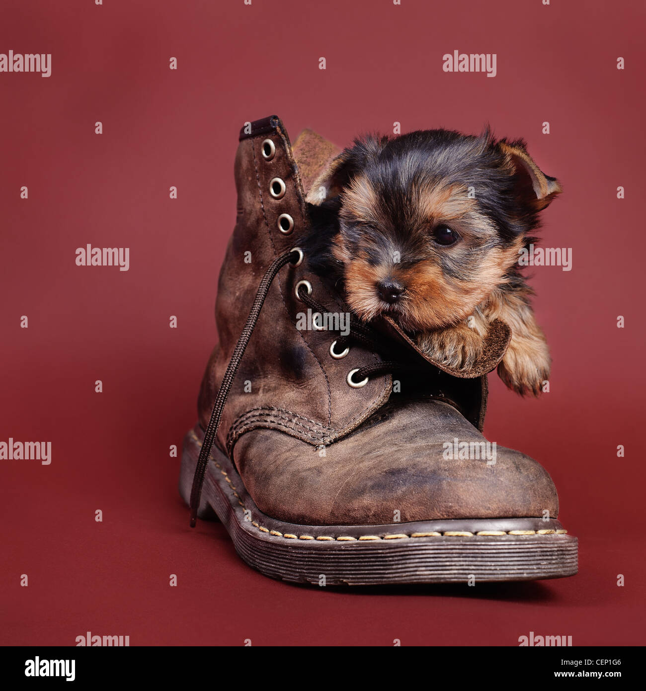 Yorkie hund welpe Stockfotos und -bilder Kaufen - Alamy