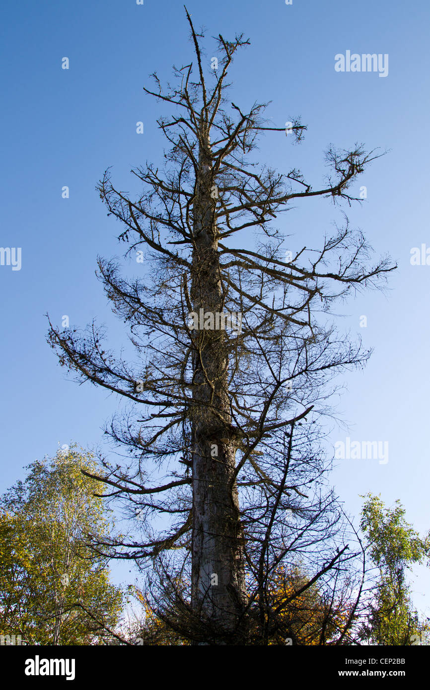 Toter Wald Stockfotos & Toter Wald Bilder - Alamy