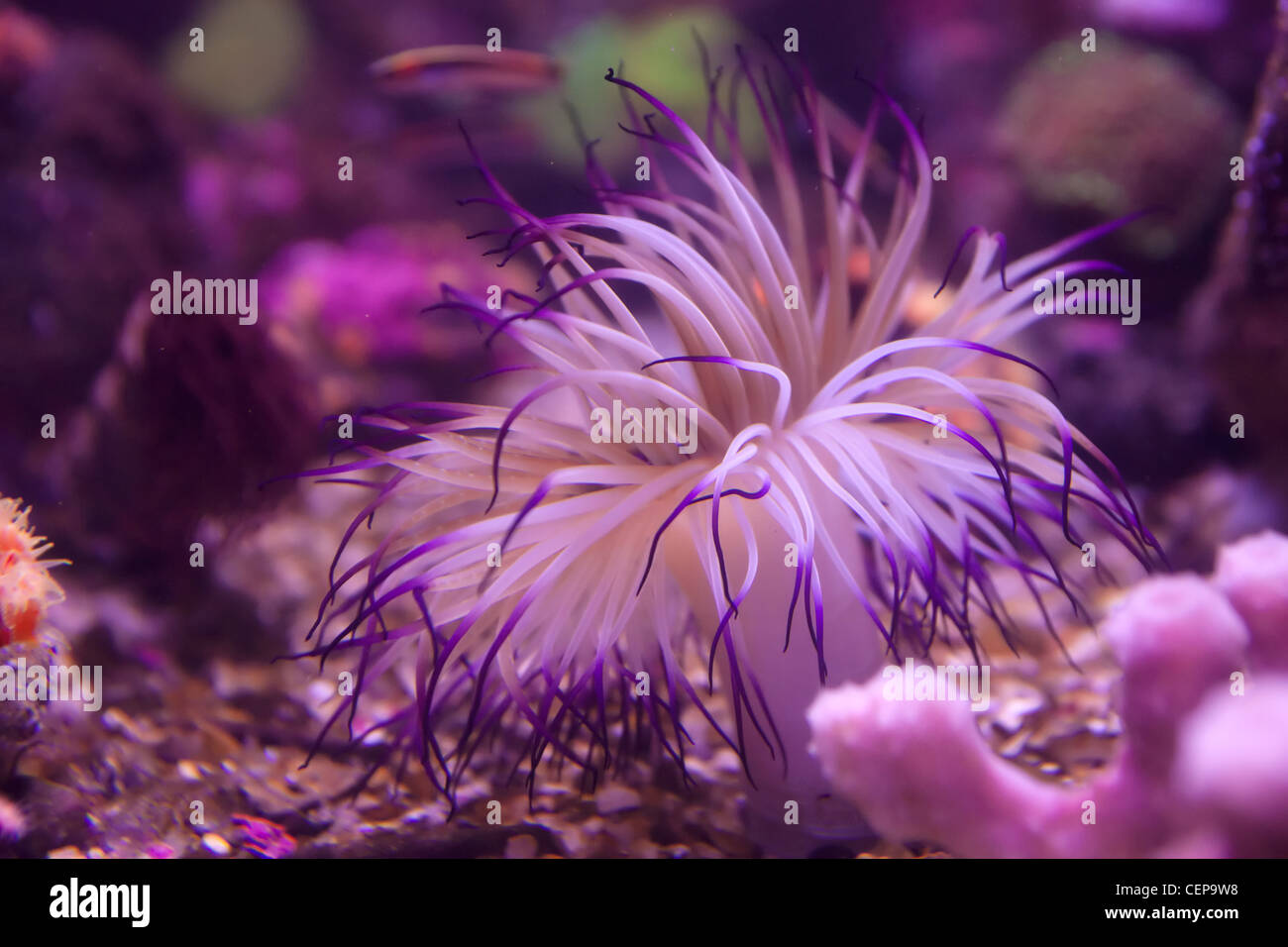 Fische, Korallen und Anemonen in den Boden des Aquariums oder Meer Stockfotografie - Alamy