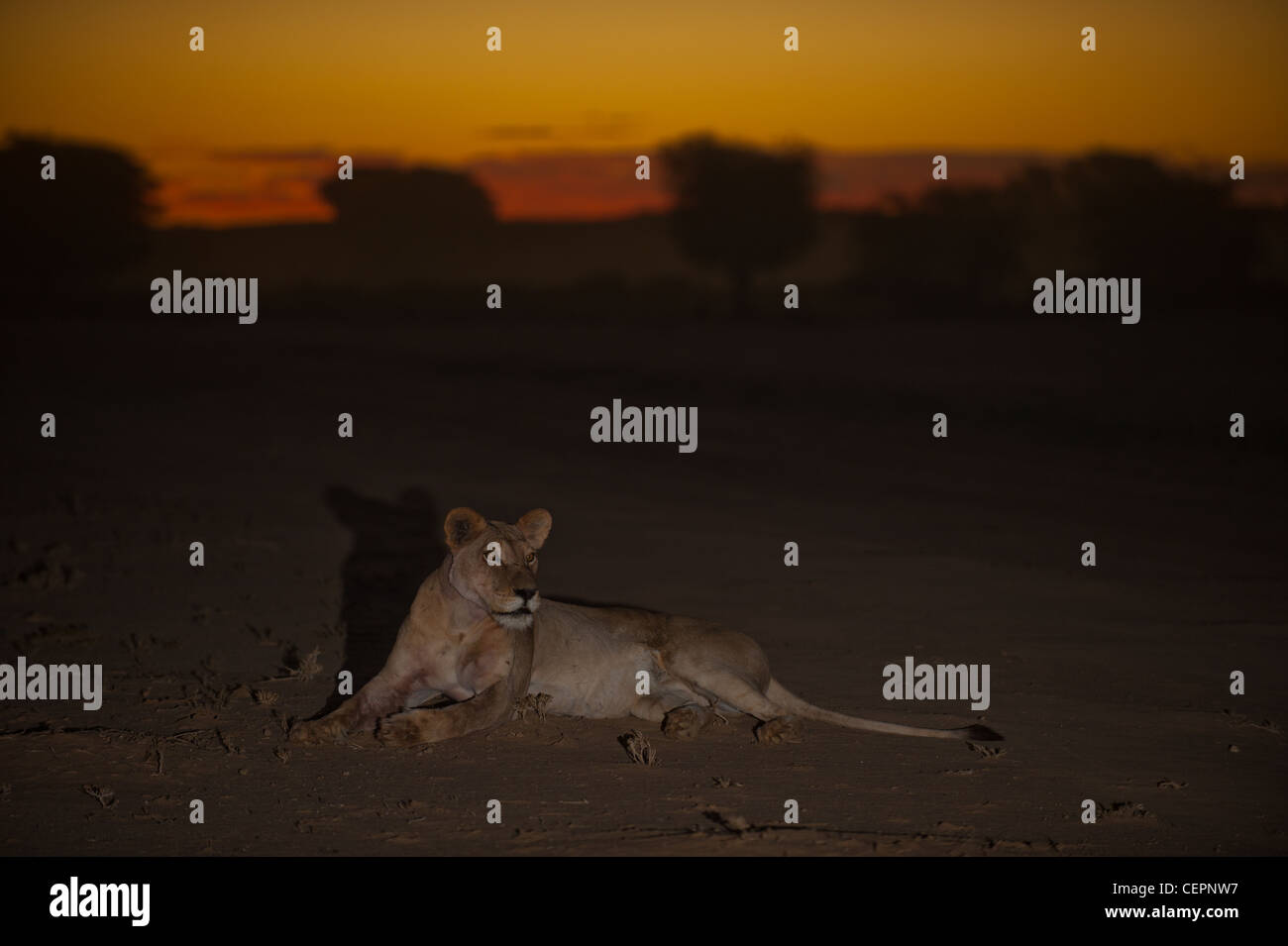 Simba congo -Fotos und -Bildmaterial in hoher Auflösung – Alamy