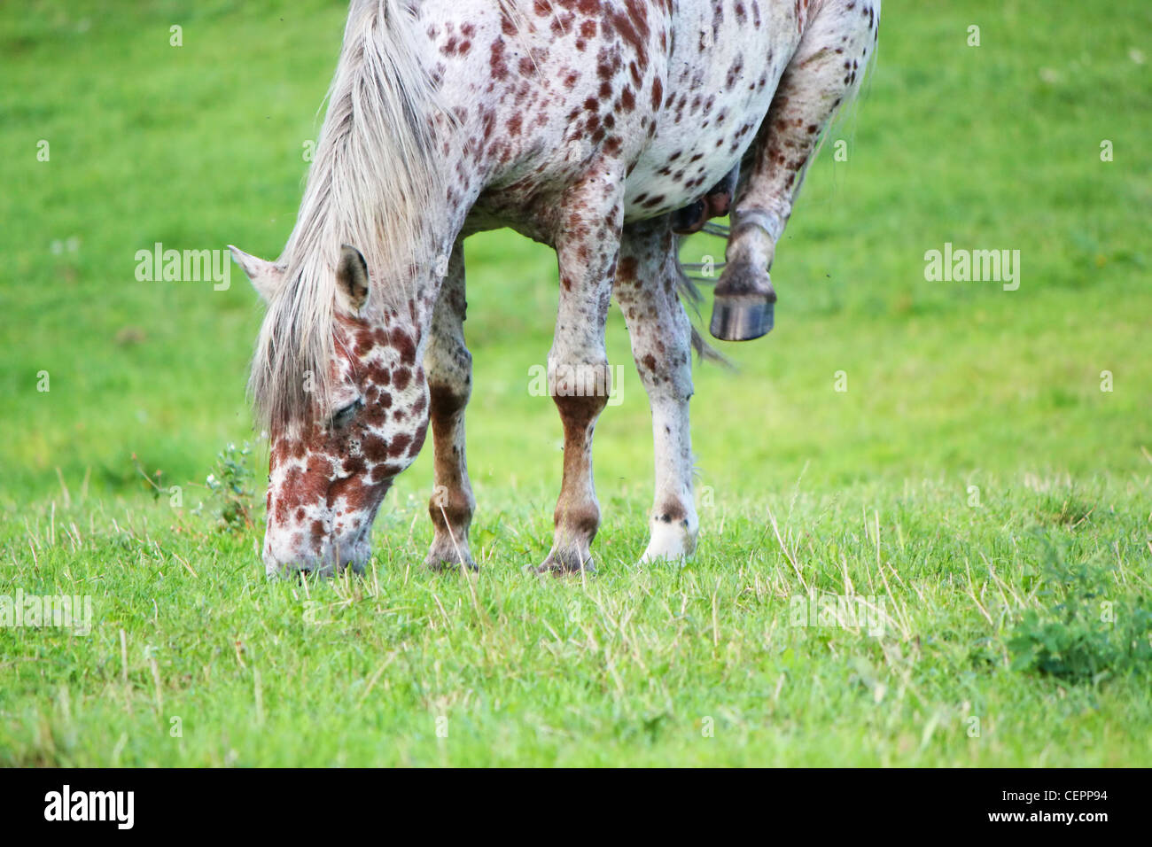 Appaloosa pferd -Fotos und -Bildmaterial in hoher Auflösung – Alamy