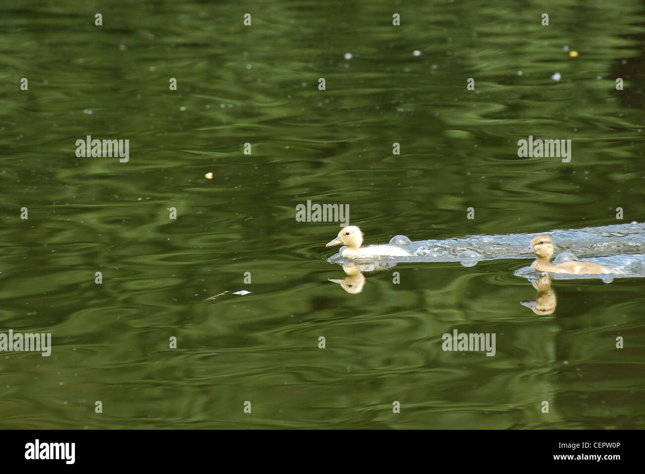Zwei kleine gelbe Enten schwimmen von rechts nach links verlassen ein ...