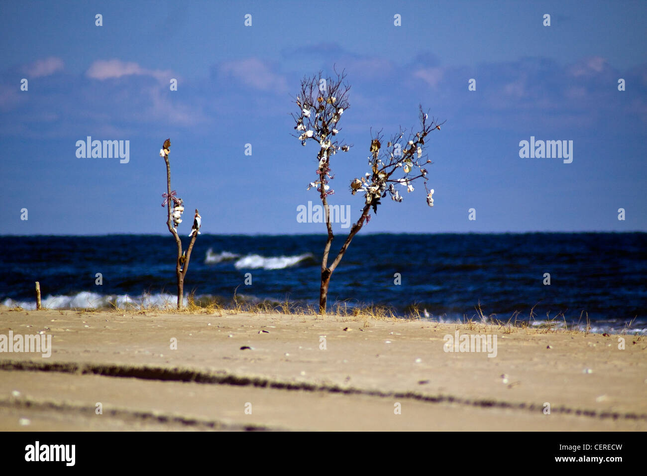 Zwei Äste dekoriert mit Muscheln und Bögen entlang Atlantik Küste ...