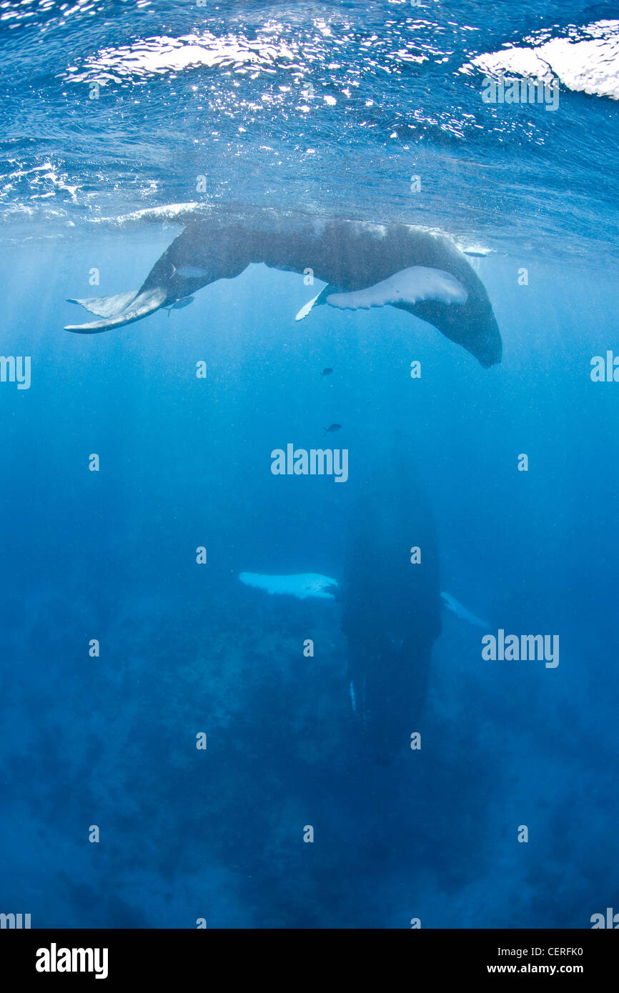 Wal back licht -Fotos und -Bildmaterial in hoher Auflösung – Alamy