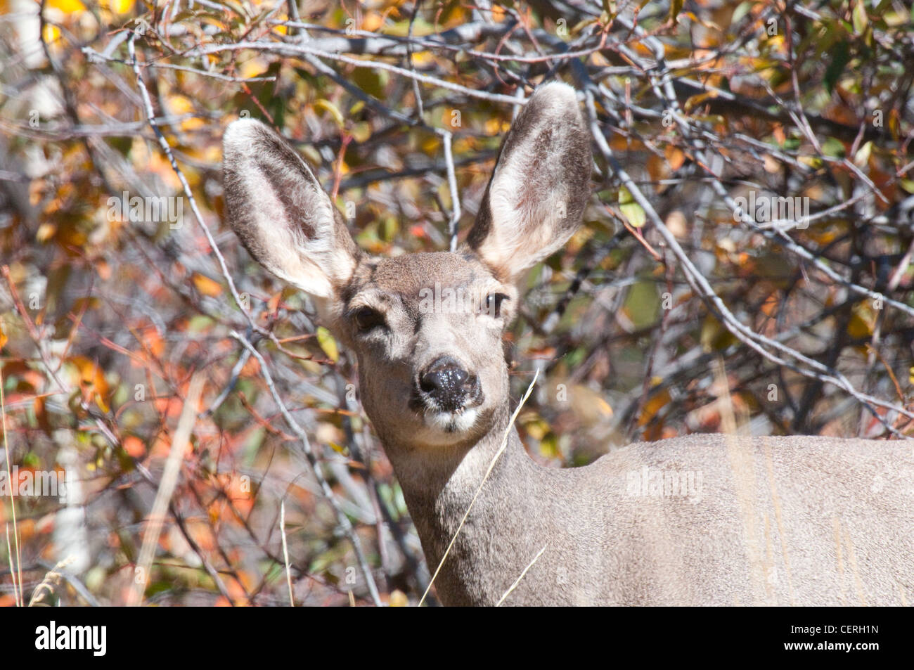 Maultierhirsch essen -Fotos und -Bildmaterial in hoher Auflösung – Alamy