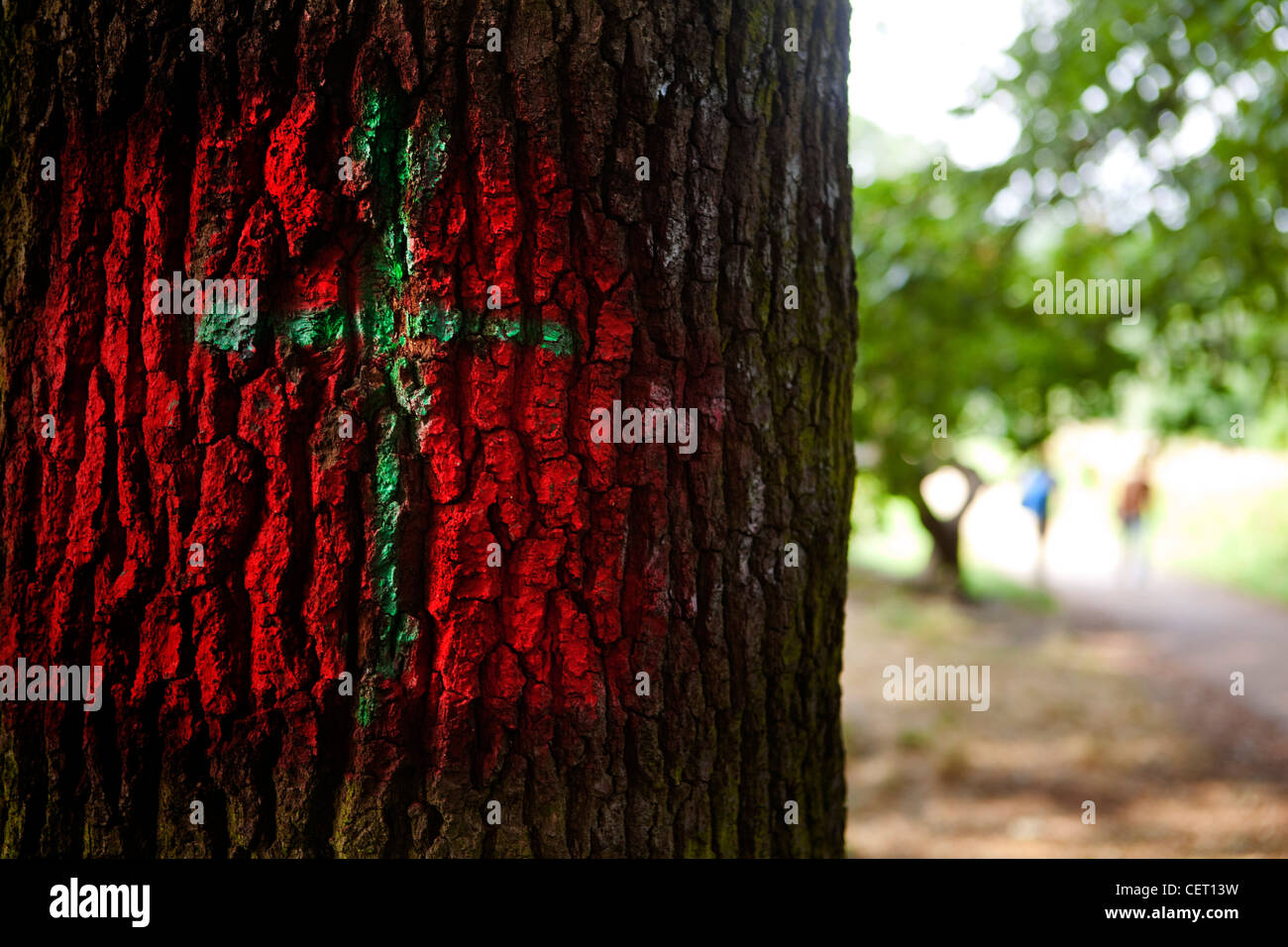 Kreuz baum -Fotos und -Bildmaterial in hoher Auflösung – Alamy