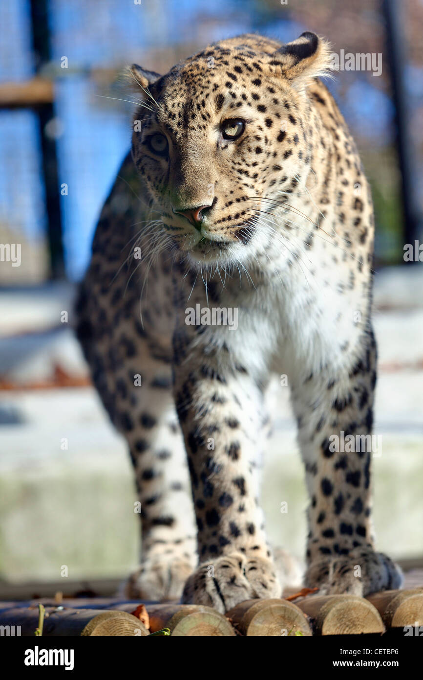 Zentral iranisch -Fotos und -Bildmaterial in hoher Auflösung – Alamy