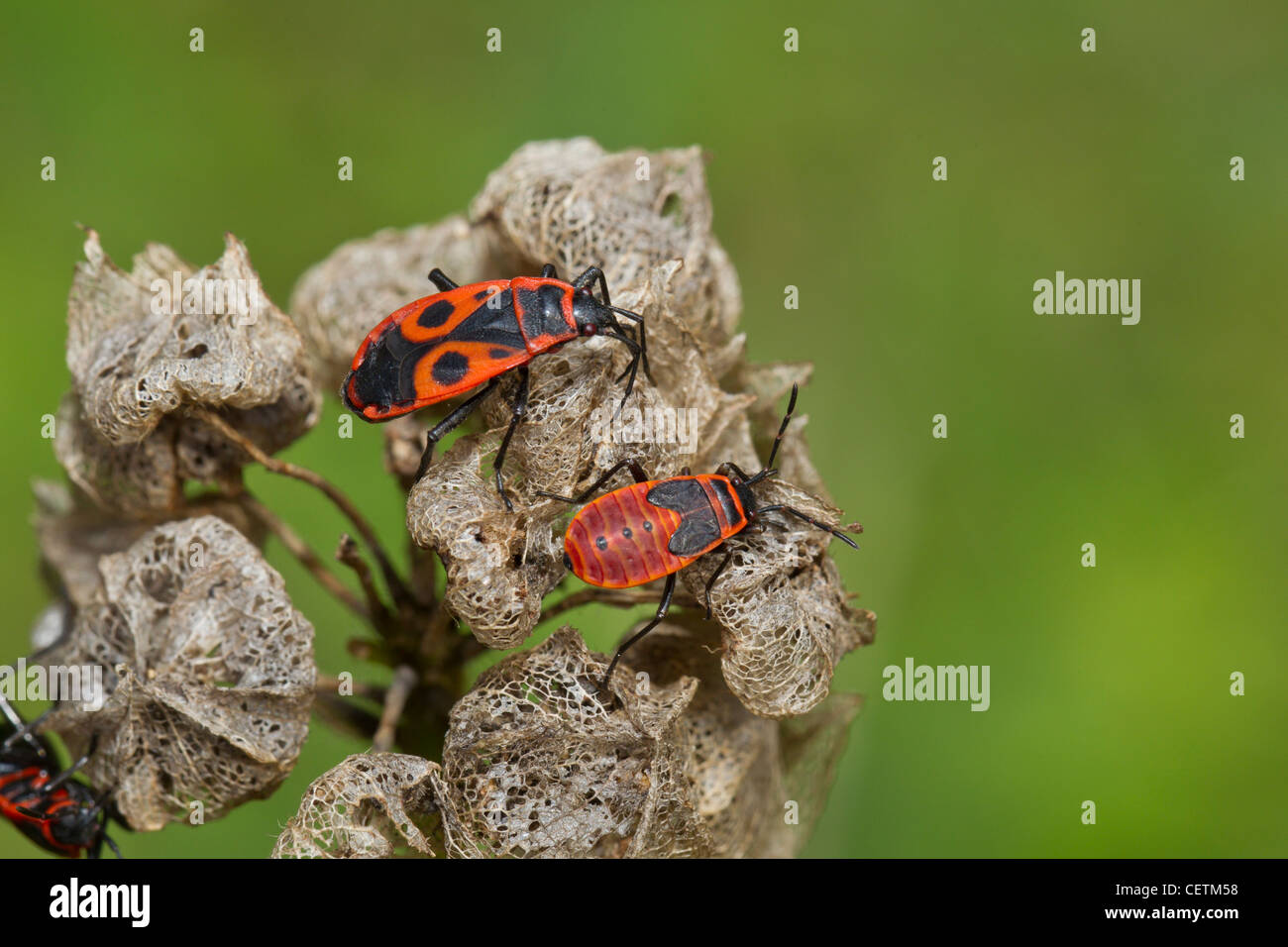 Rote wanze -Fotos und -Bildmaterial in hoher Auflösung – Alamy