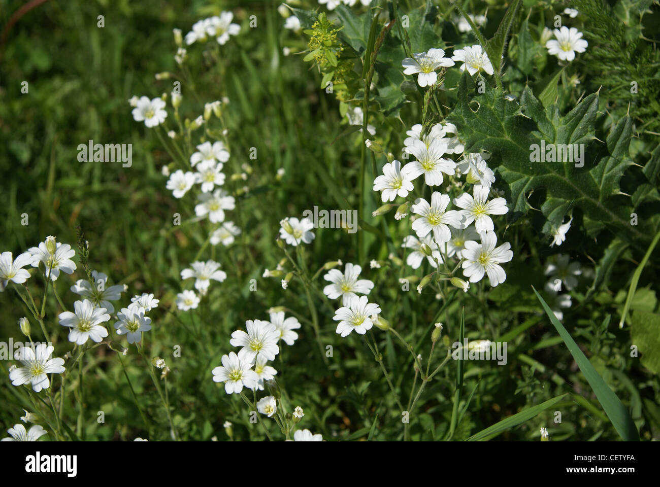 Wilde pflanzen und blumen -Fotos und -Bildmaterial in hoher Auflösung ...