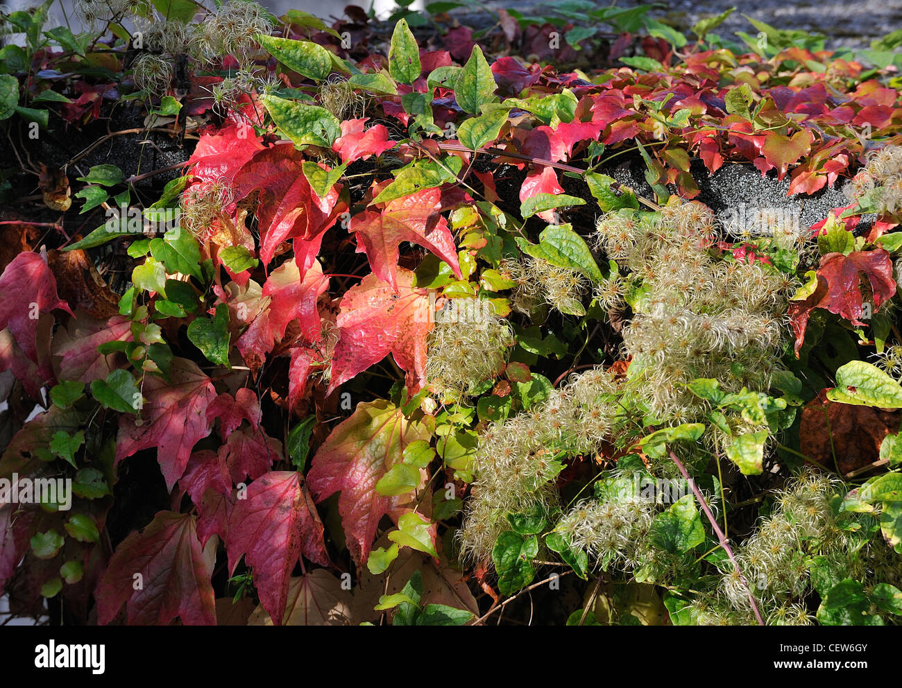 Vitis coignetiae crimson glory vine -Fotos und -Bildmaterial in hoher ...