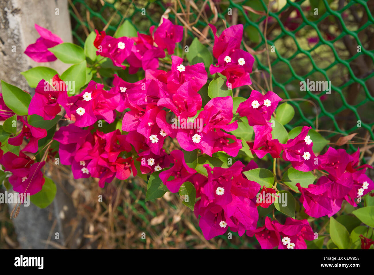 Bougainvillea blume indien -Fotos und -Bildmaterial in hoher Auflösung ...