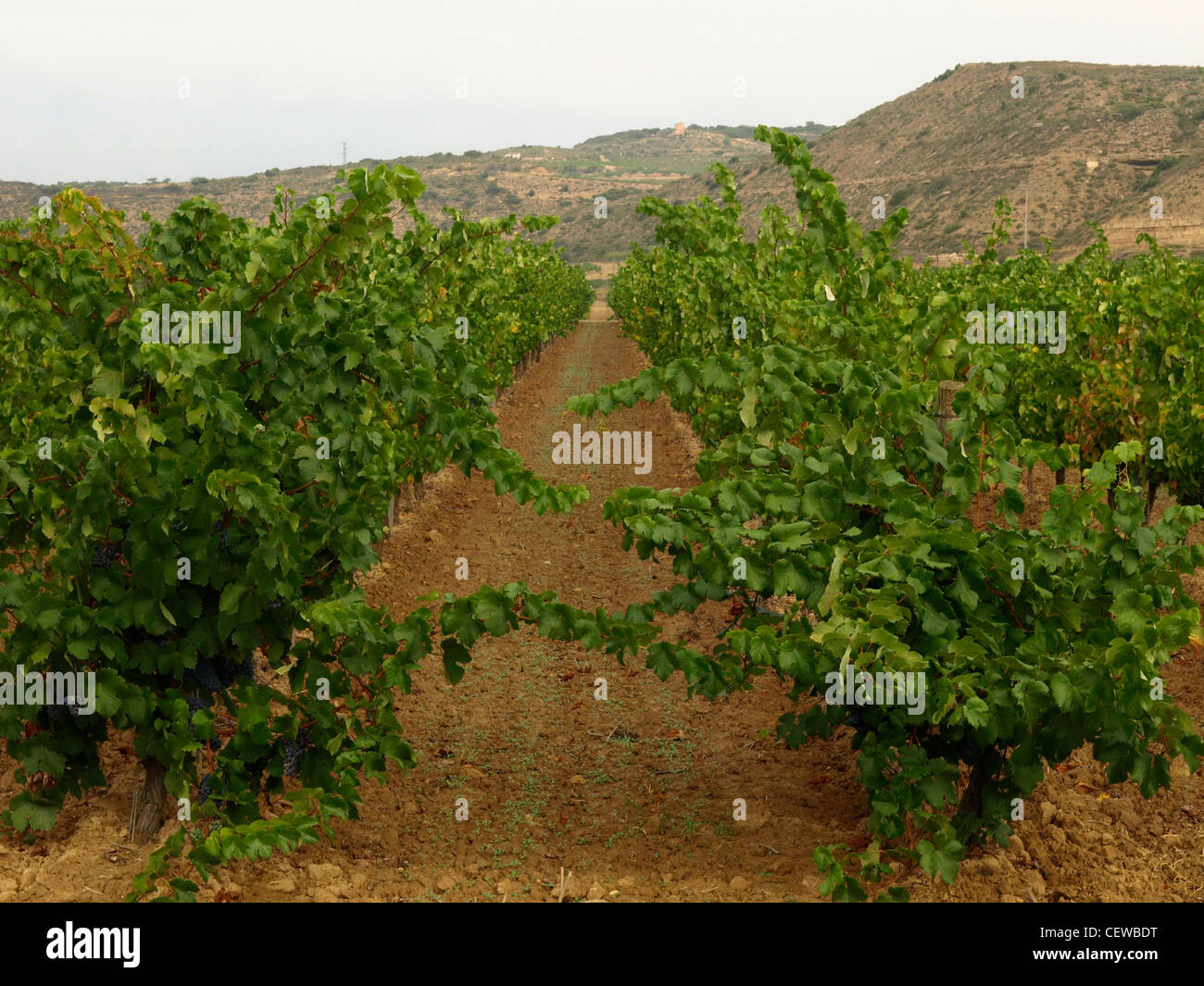 Spain la rioja region la -Fotos und -Bildmaterial in hoher Auflösung ...