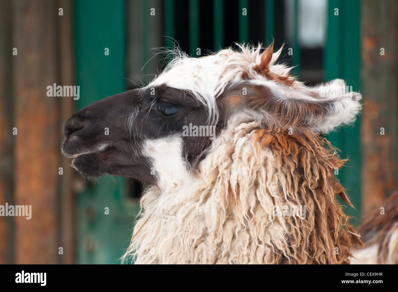 Nahaufnahme von lama kopf -Fotos und -Bildmaterial in hoher Auflösung ...