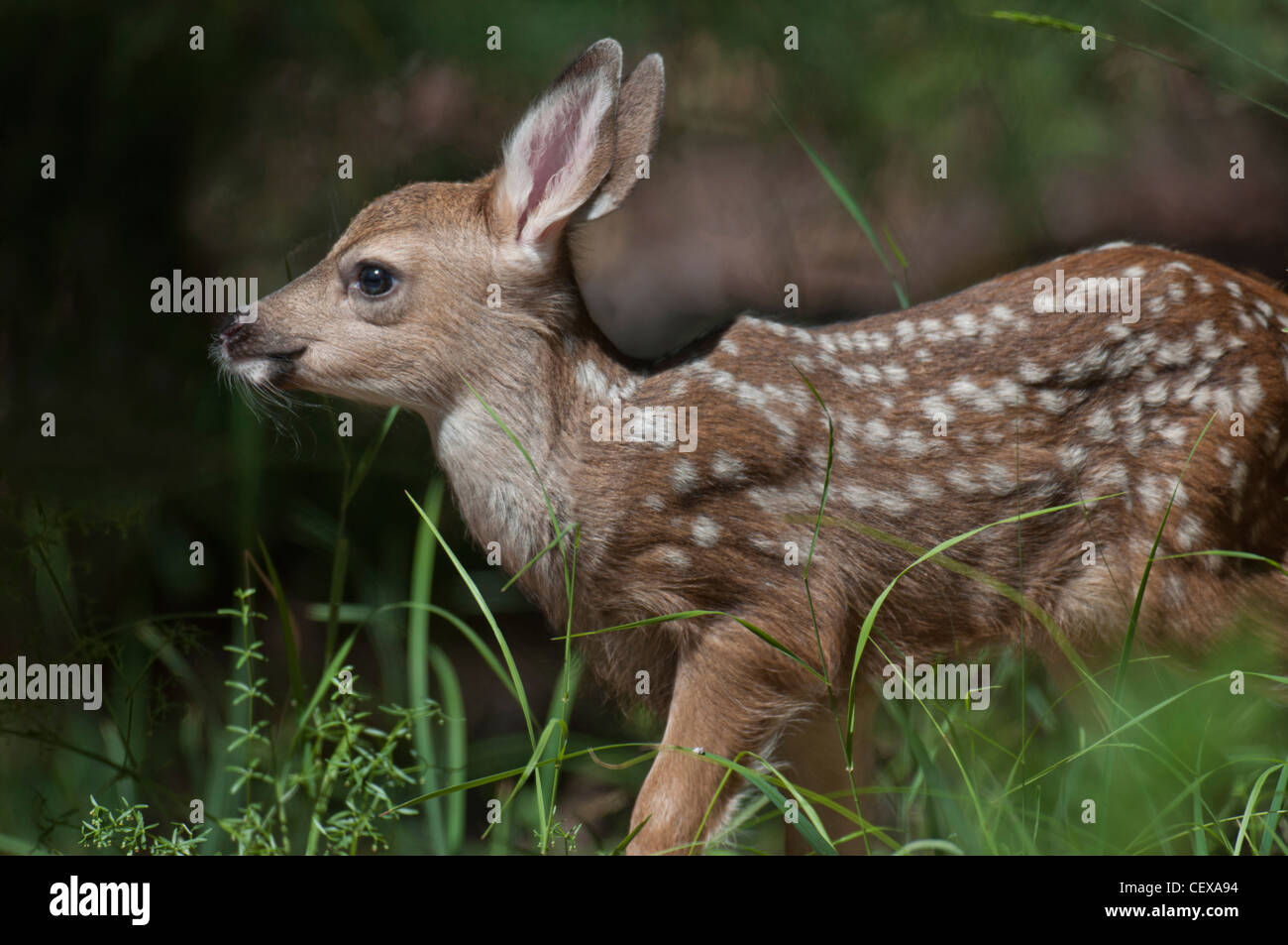 Hirsch pilz oder kitz -Fotos und -Bildmaterial in hoher Auflösung – Alamy