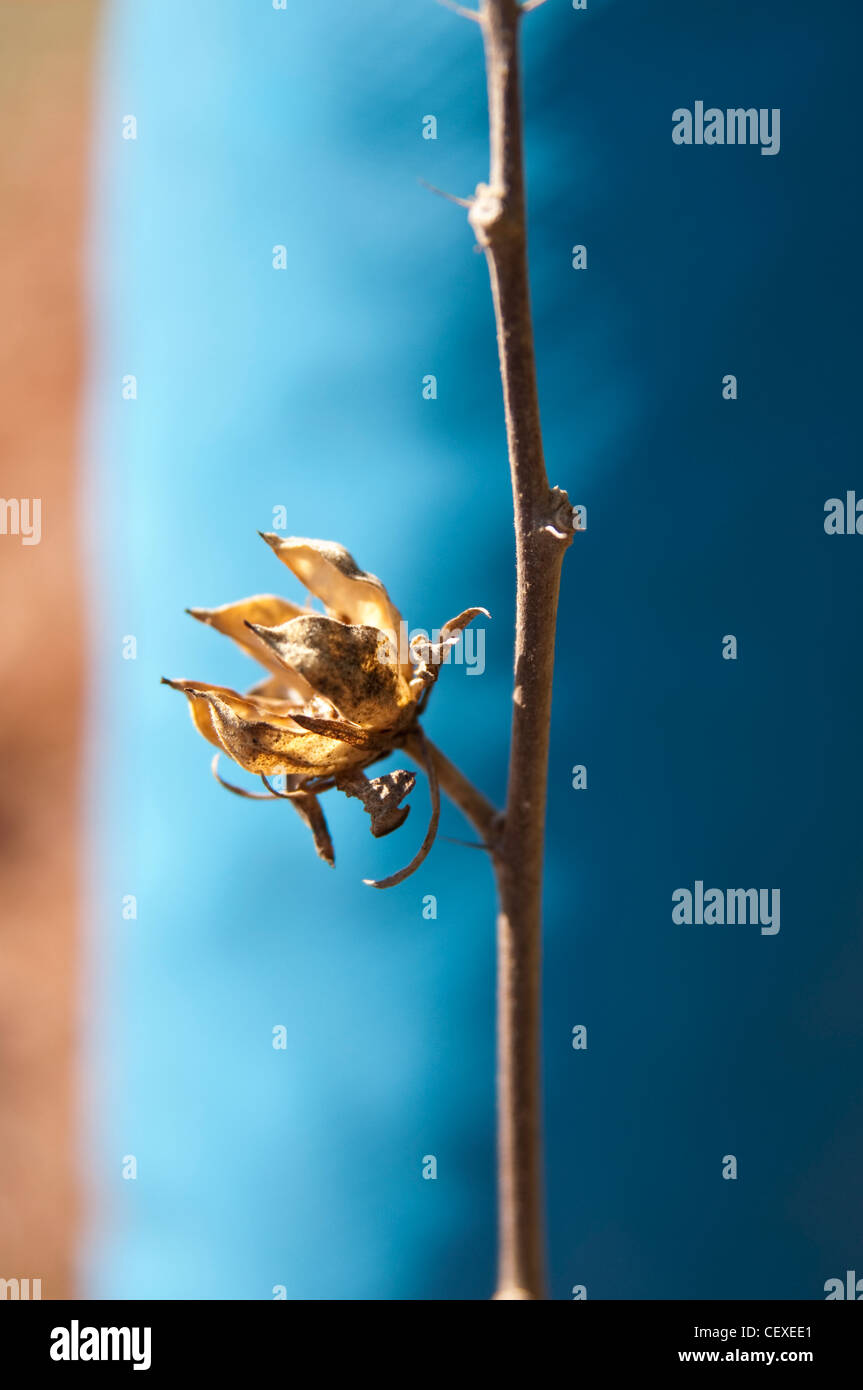 Althea knospe -Fotos und -Bildmaterial in hoher Auflösung – Alamy