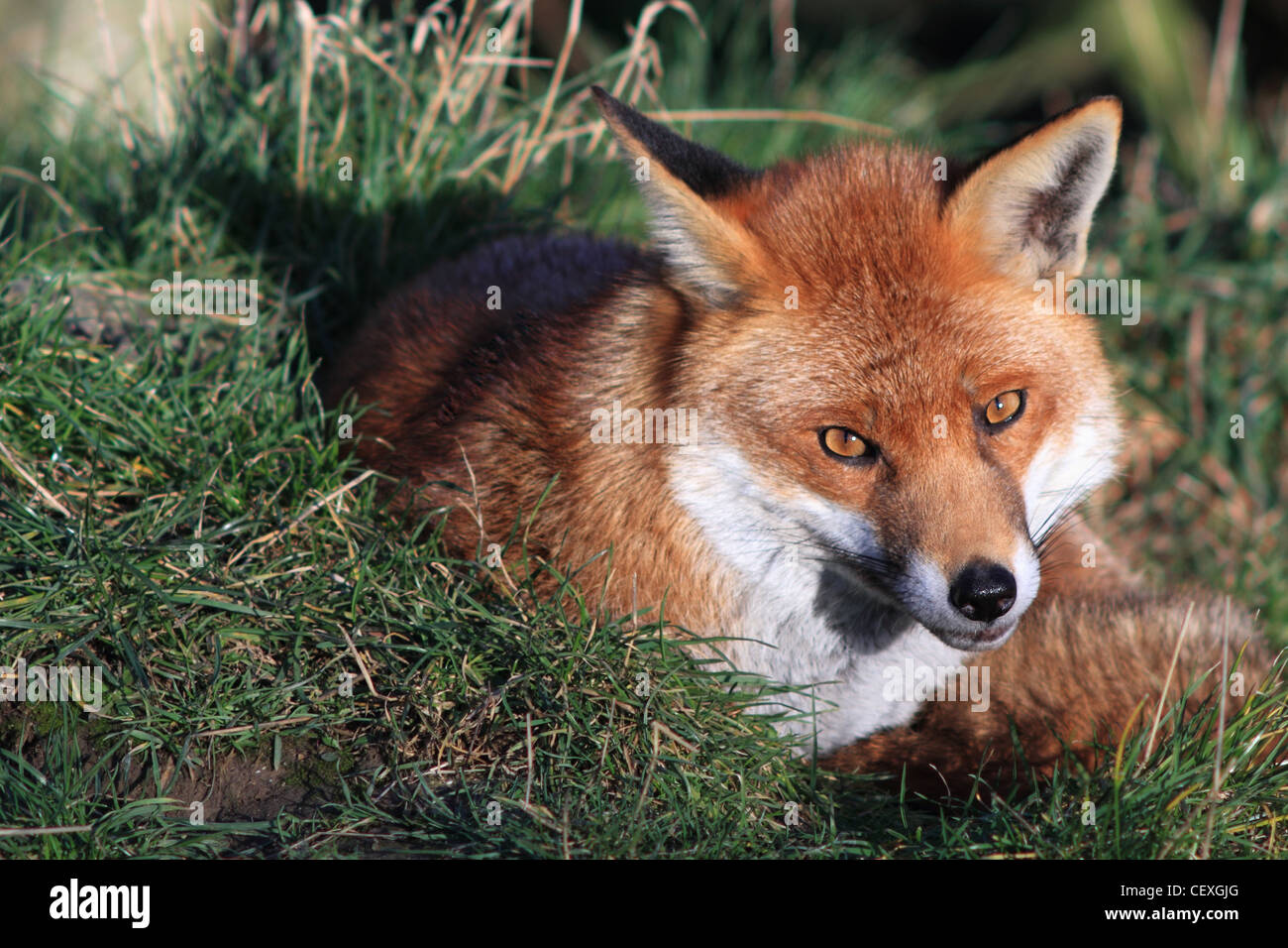 Lying down -Fotos und -Bildmaterial in hoher Auflösung – Alamy
