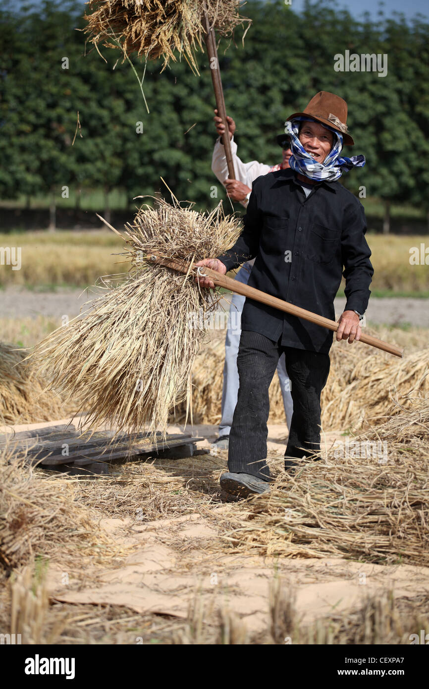 Thai-Bauern ernten den Reis aus dem Padi-Feld in der Provinz Chiang Rai ...