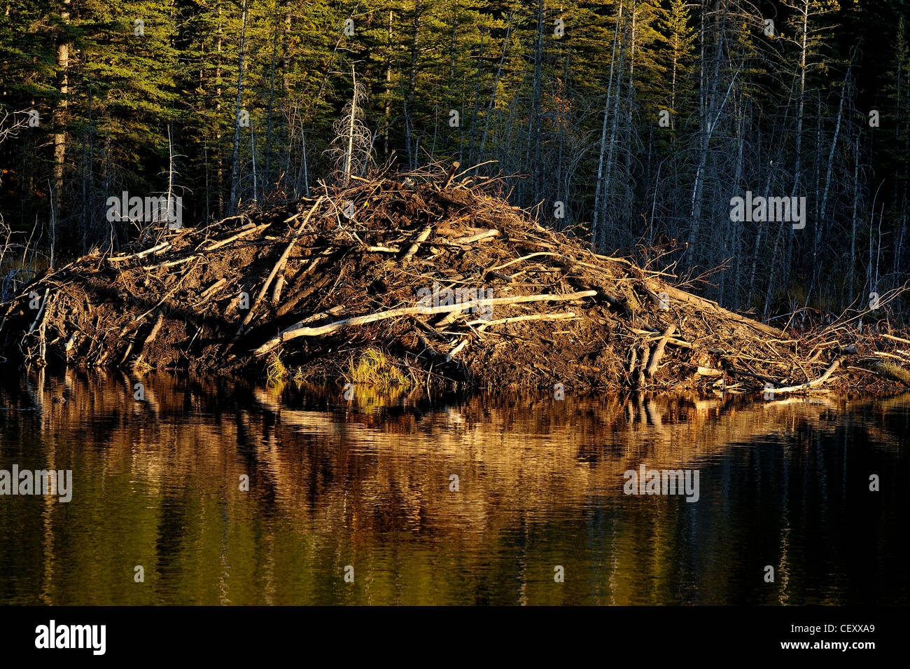Eine große Biber Haus und Teich Stockfotografie - Alamy
