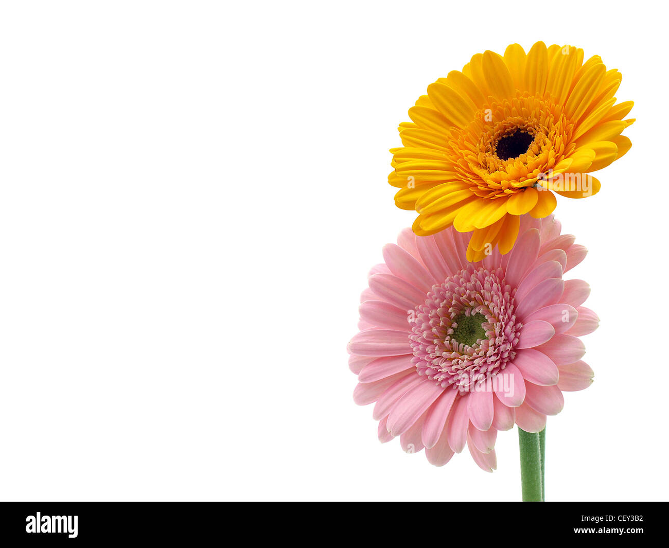 Rosa Gerbera Blumen Stockfotos und -bilder Kaufen - Alamy