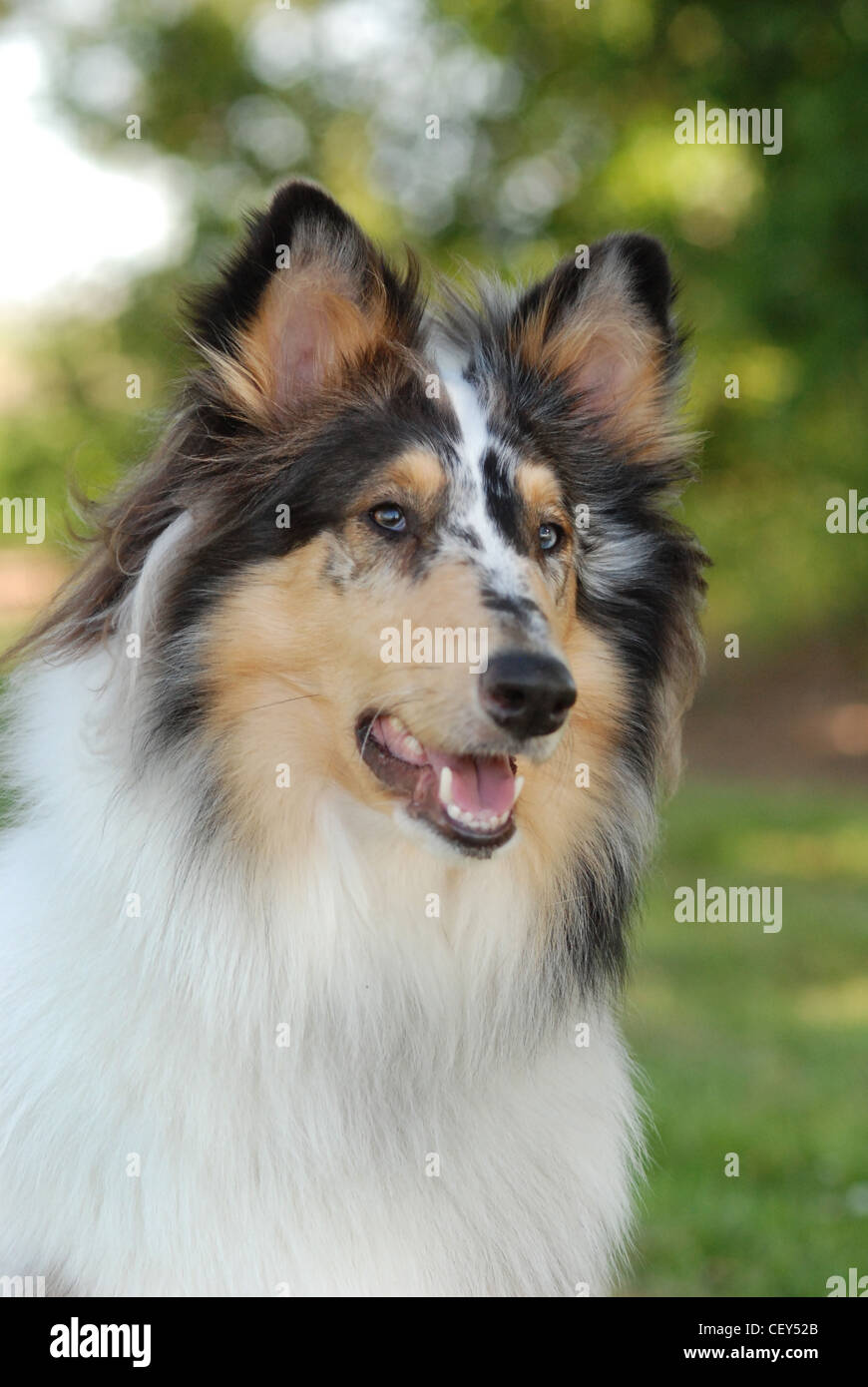 Lassie collie -Fotos und -Bildmaterial in hoher Auflösung – Alamy