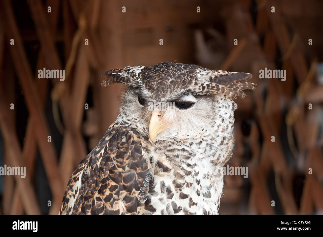 Eule mit ohren -Fotos und -Bildmaterial in hoher Auflösung – Alamy