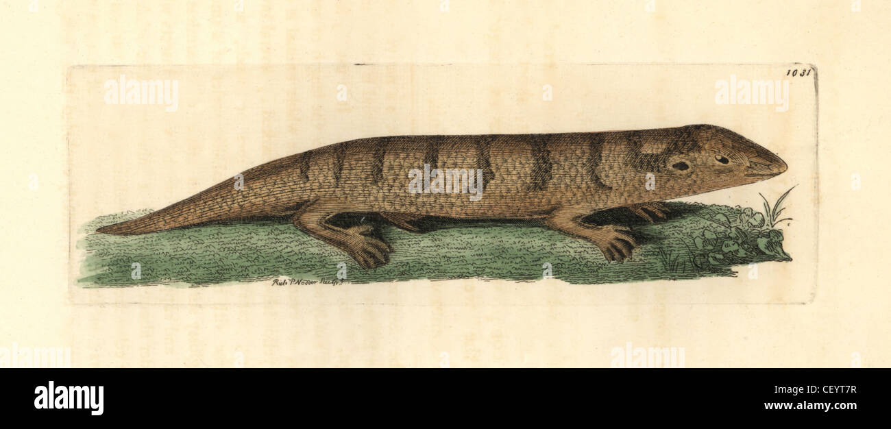 Sandfisch skink -Fotos und -Bildmaterial in hoher Auflösung – Alamy
