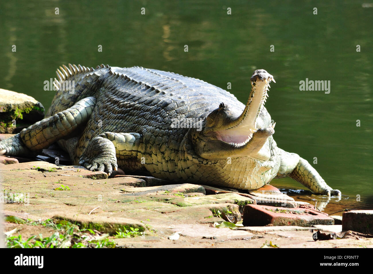 Gangesgavial (Gavialis Gangeticus Stockfotografie - Alamy