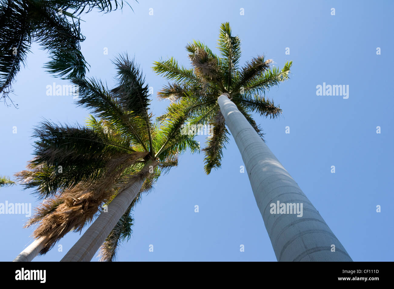 Kubanische königliche palme -Fotos und -Bildmaterial in hoher Auflösung ...
