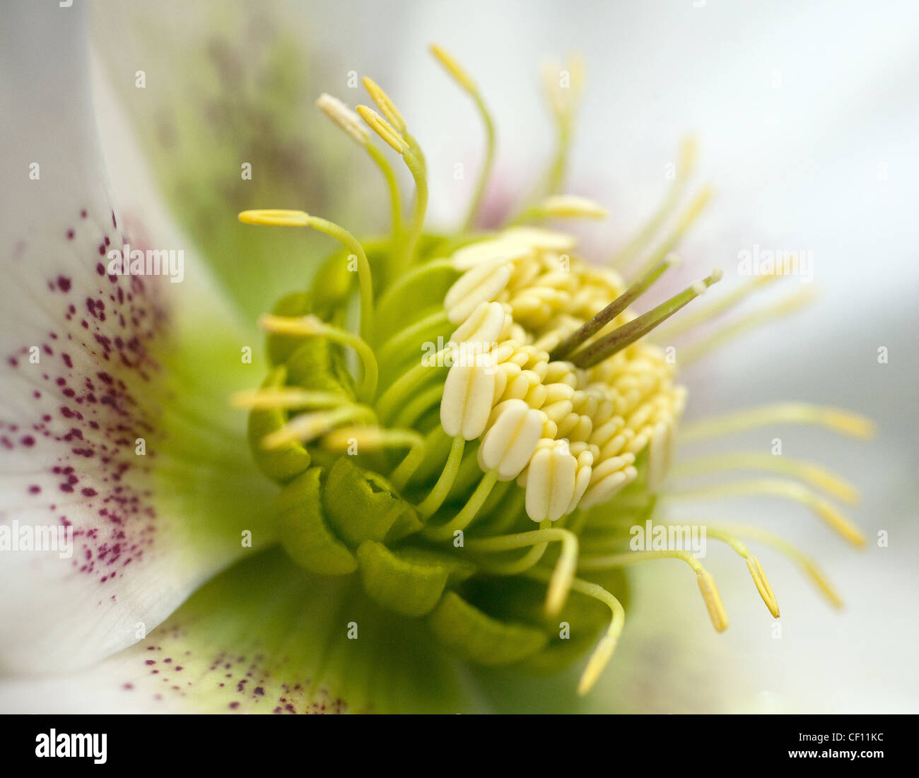 Makro-Foto zeigt den zarten und dezenten Farben und Formen in die ...