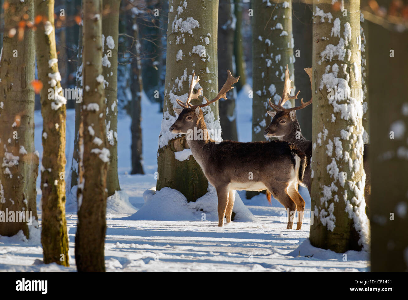 Damhirsch hirsch im schnee -Fotos und -Bildmaterial in hoher Auflösung ...