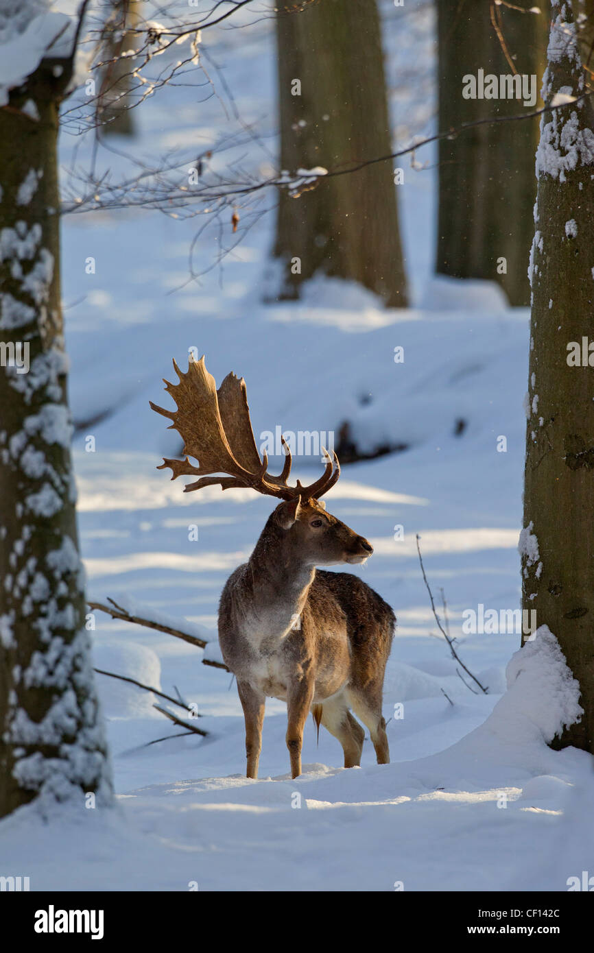 Damwild dama dama im wald -Fotos und -Bildmaterial in hoher Auflösung ...