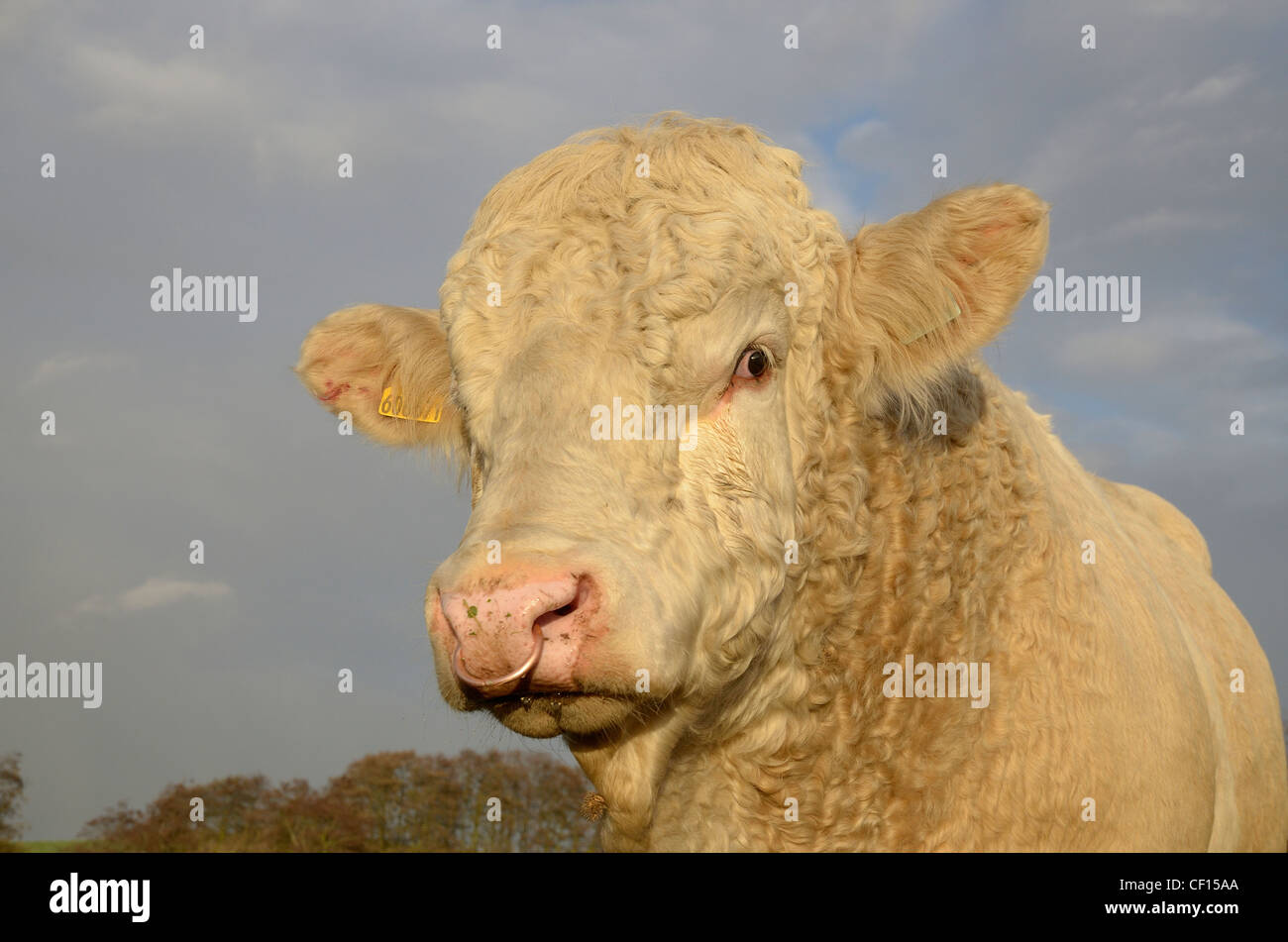 Bauernhof Rinder, Simmentaler Bull Stockfotografie - Alamy
