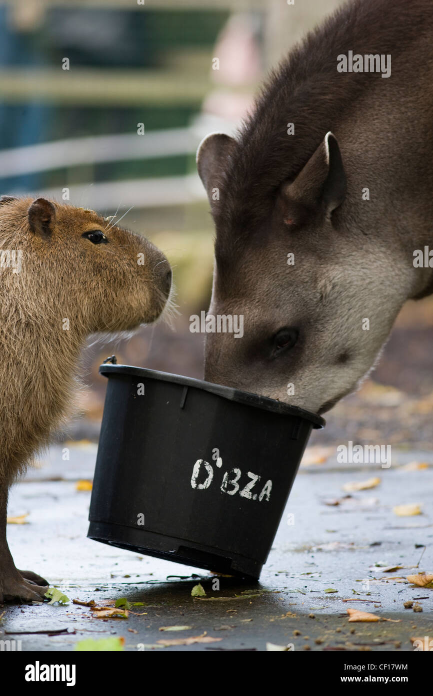 Capybara feeding -Fotos und -Bildmaterial in hoher Auflösung – Alamy
