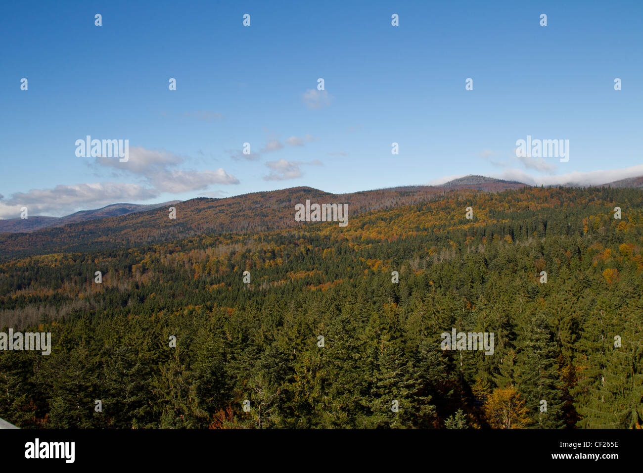 Grüner wald europa -Fotos und -Bildmaterial in hoher Auflösung – Alamy