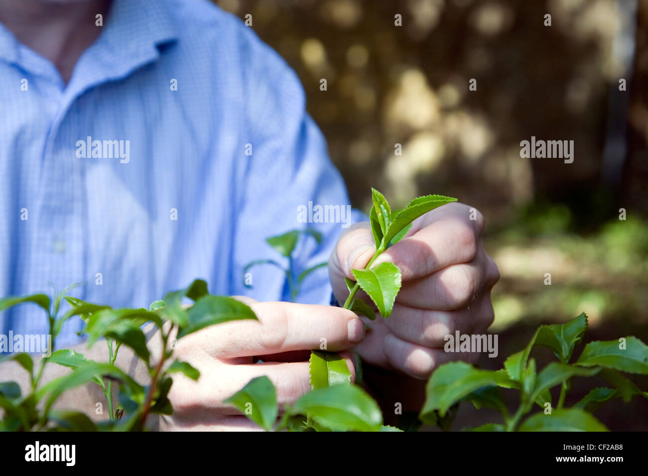 Tea leaf -Fotos und -Bildmaterial in hoher Auflösung – Alamy