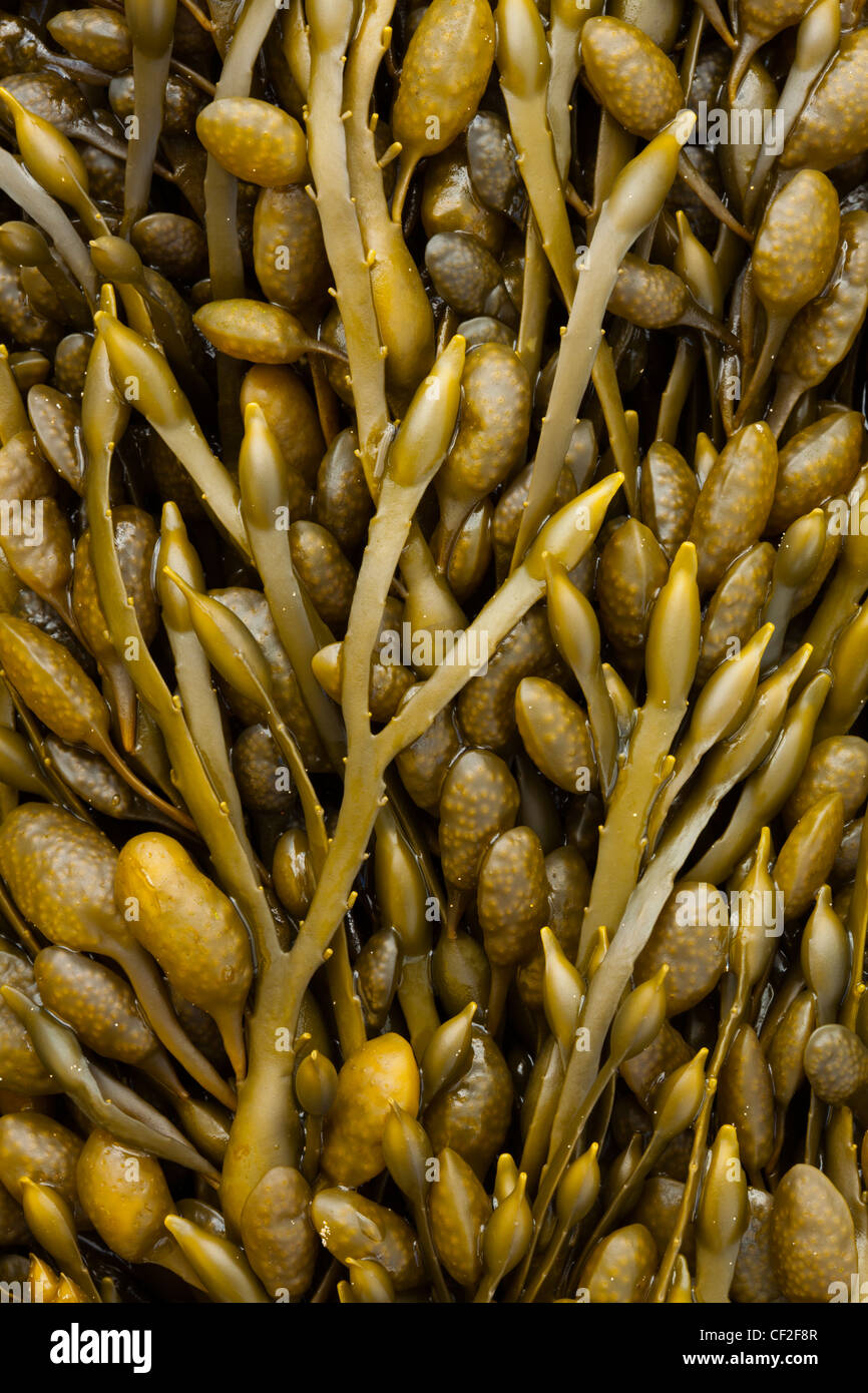 Kelp Seaweed On Shore On Stockfotos und -bilder Kaufen - Alamy