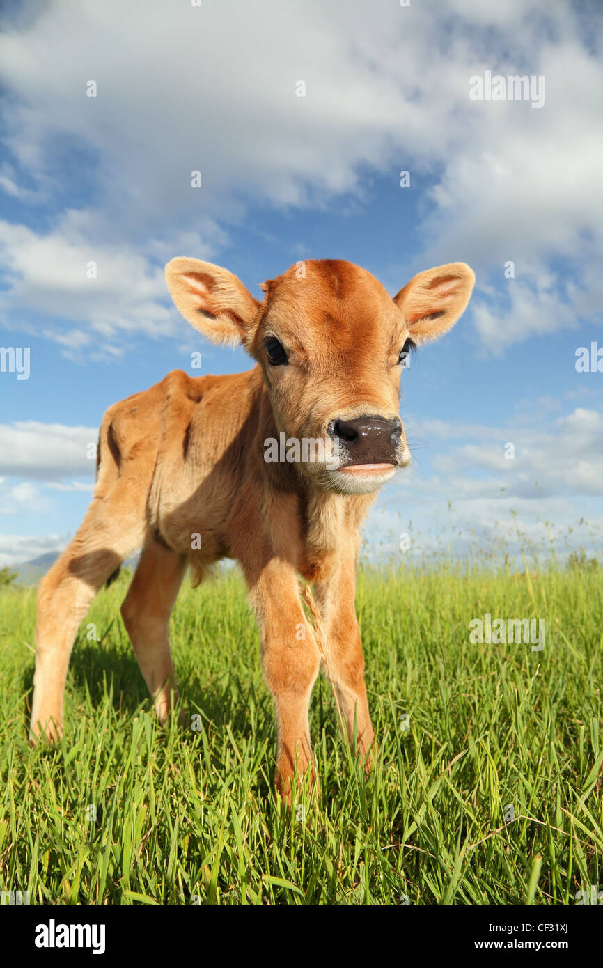 Baby Kalb stehend auf Wiese Weitwinkel Stockfotografie - Alamy