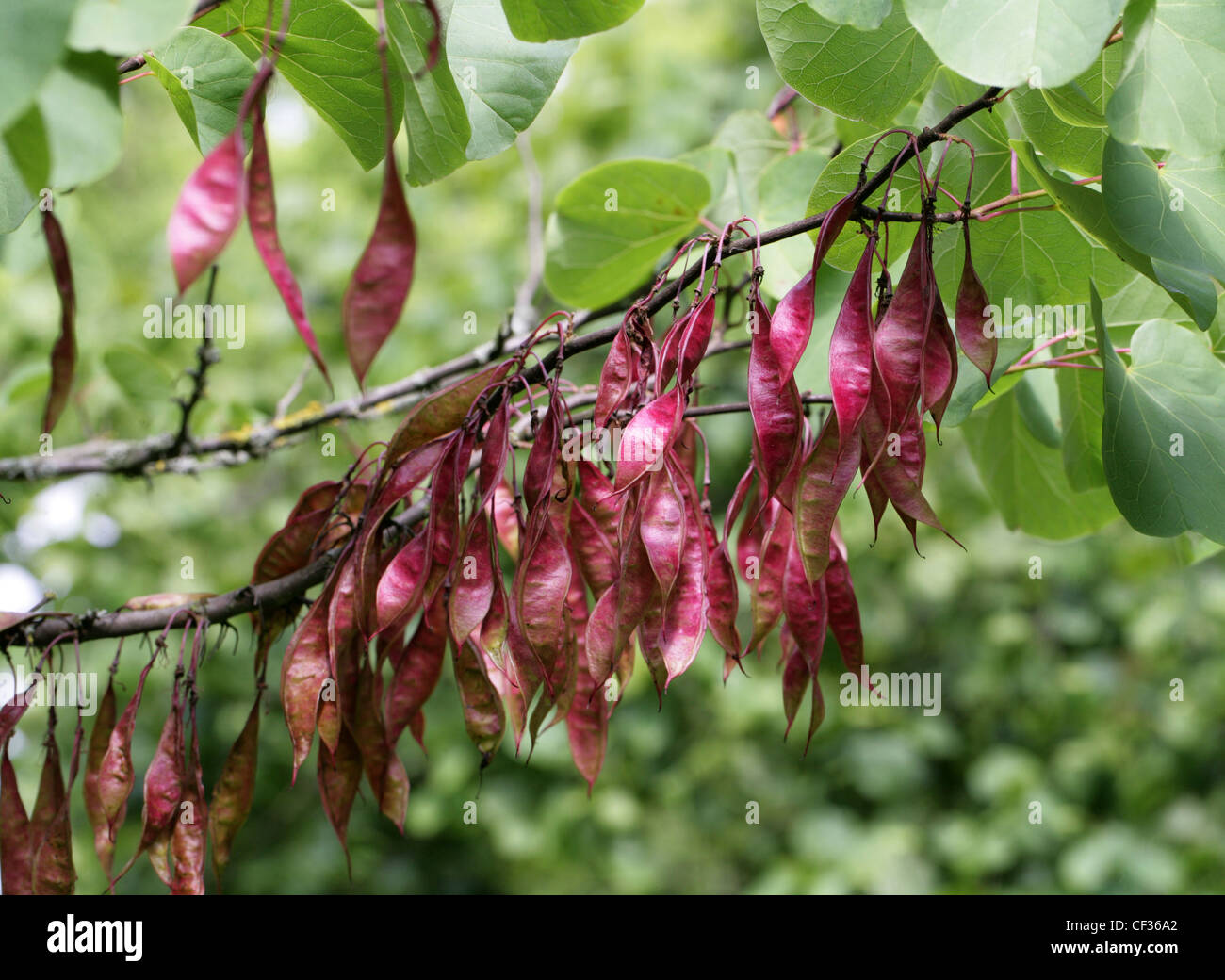 Essbare Samen Pflanze Fabaceae Stockfotos und -bilder Kaufen - Alamy