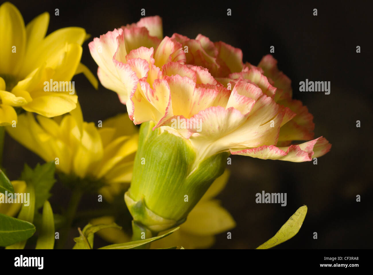 Pin blume -Fotos und -Bildmaterial in hoher Auflösung – Alamy