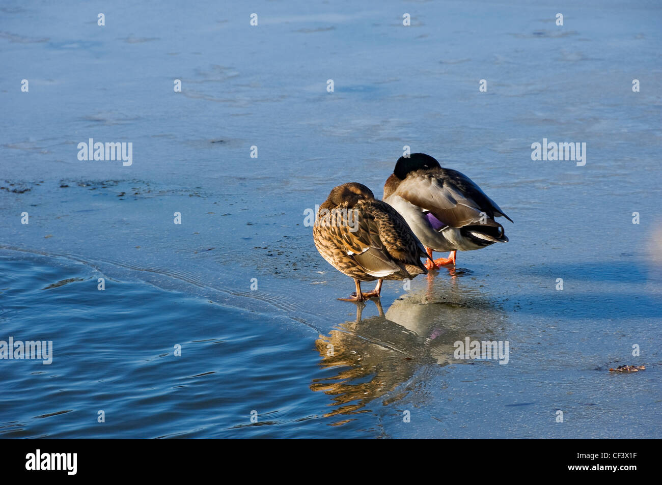 Howard die ente -Fotos und -Bildmaterial in hoher Auflösung – Alamy