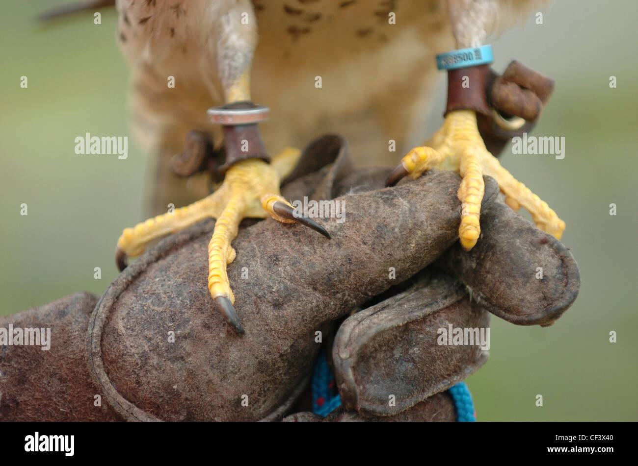 Pere saker -Fotos und -Bildmaterial in hoher Auflösung – Alamy