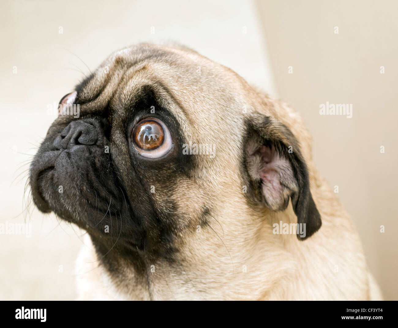 Mops becher -Fotos und -Bildmaterial in hoher Auflösung – Alamy