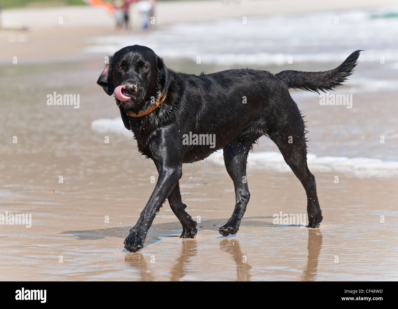 Retriever Schwarzer Labrador Stockfotos und -bilder Kaufen - Alamy