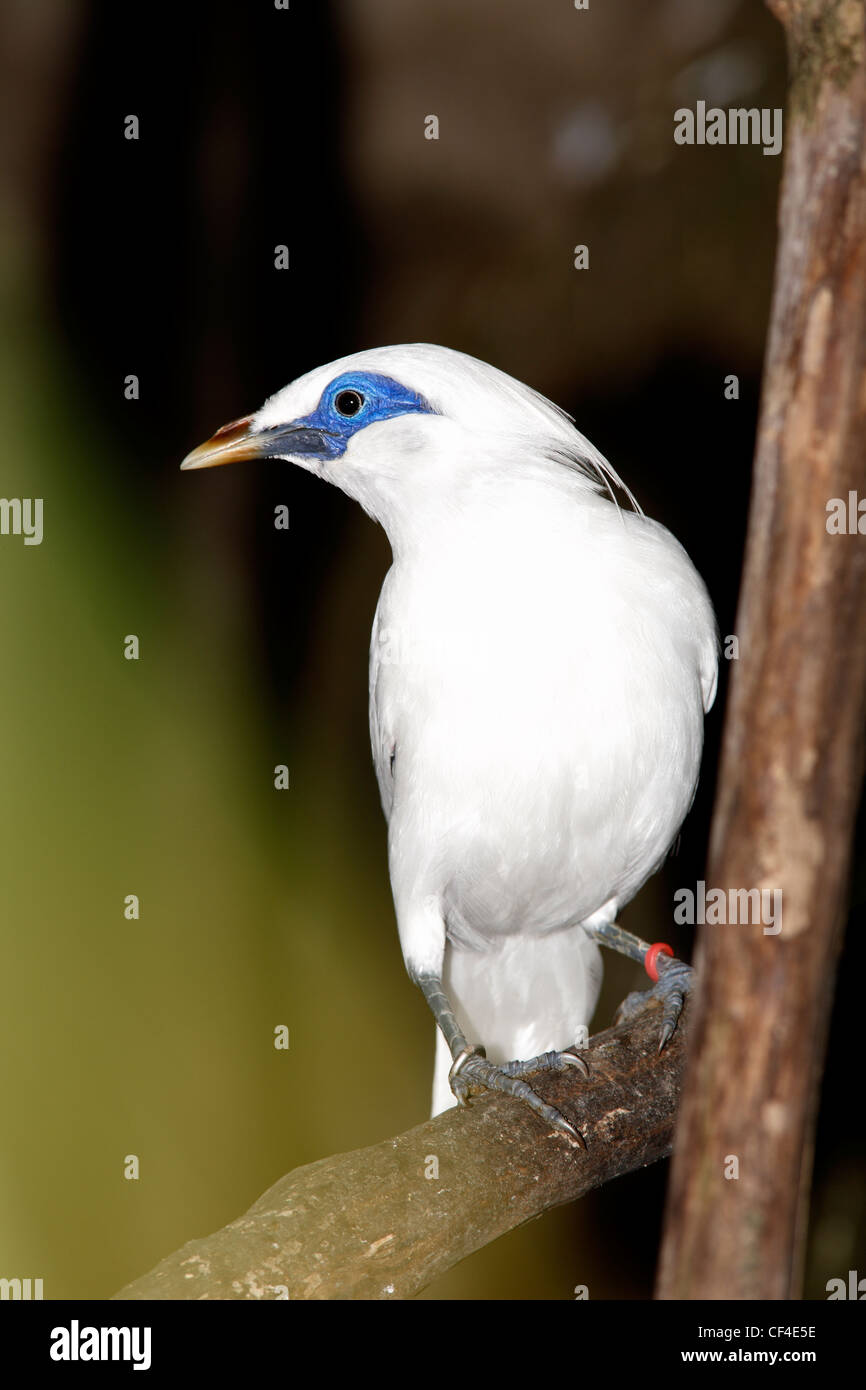 Iucn rote liste vogel -Fotos und -Bildmaterial in hoher Auflösung – Alamy