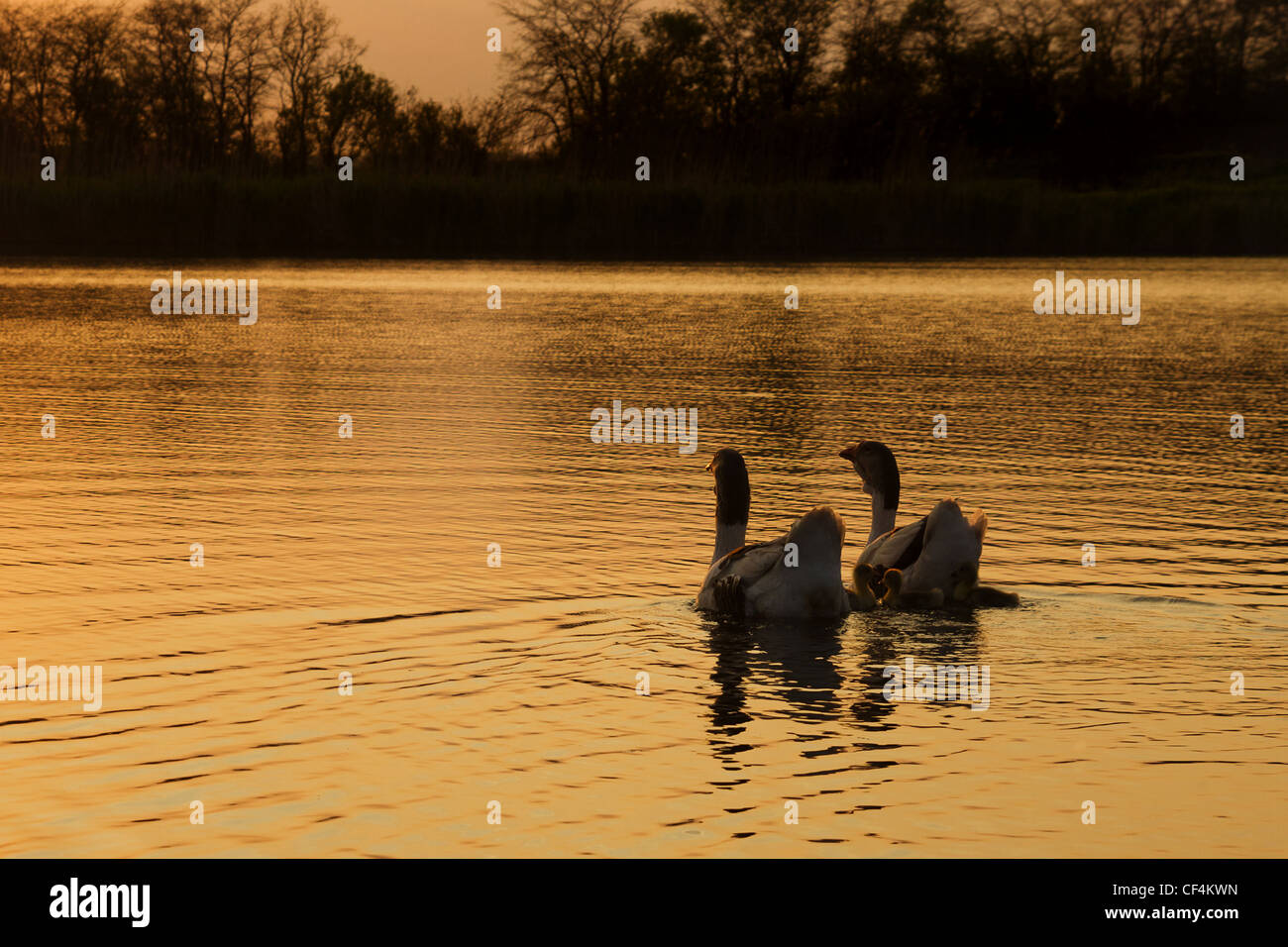 Drei kleine gelbe enten -Fotos und -Bildmaterial in hoher Auflösung – Alamy