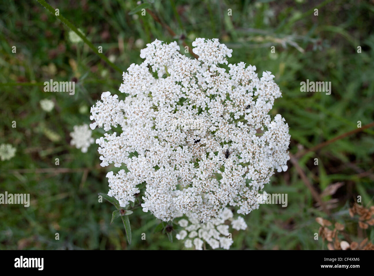 Dolde von weißen blumen -Fotos und -Bildmaterial in hoher Auflösung – Alamy