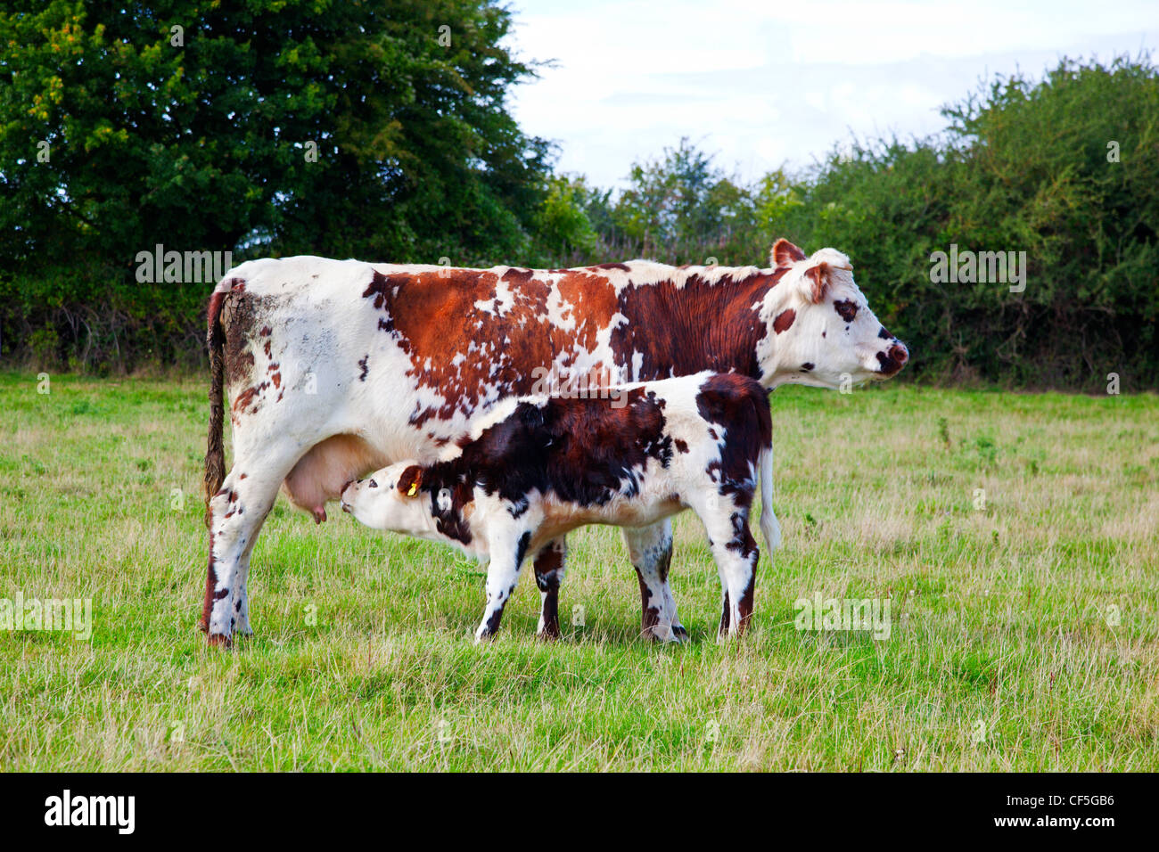 Normande Vieh, ein Kalb Fütterung von seiner Mutter auf der Somerset ...