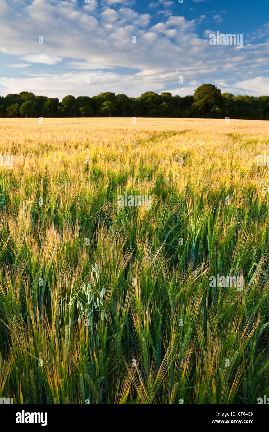 Hafer ernte -Fotos und -Bildmaterial in hoher Auflösung – Alamy
